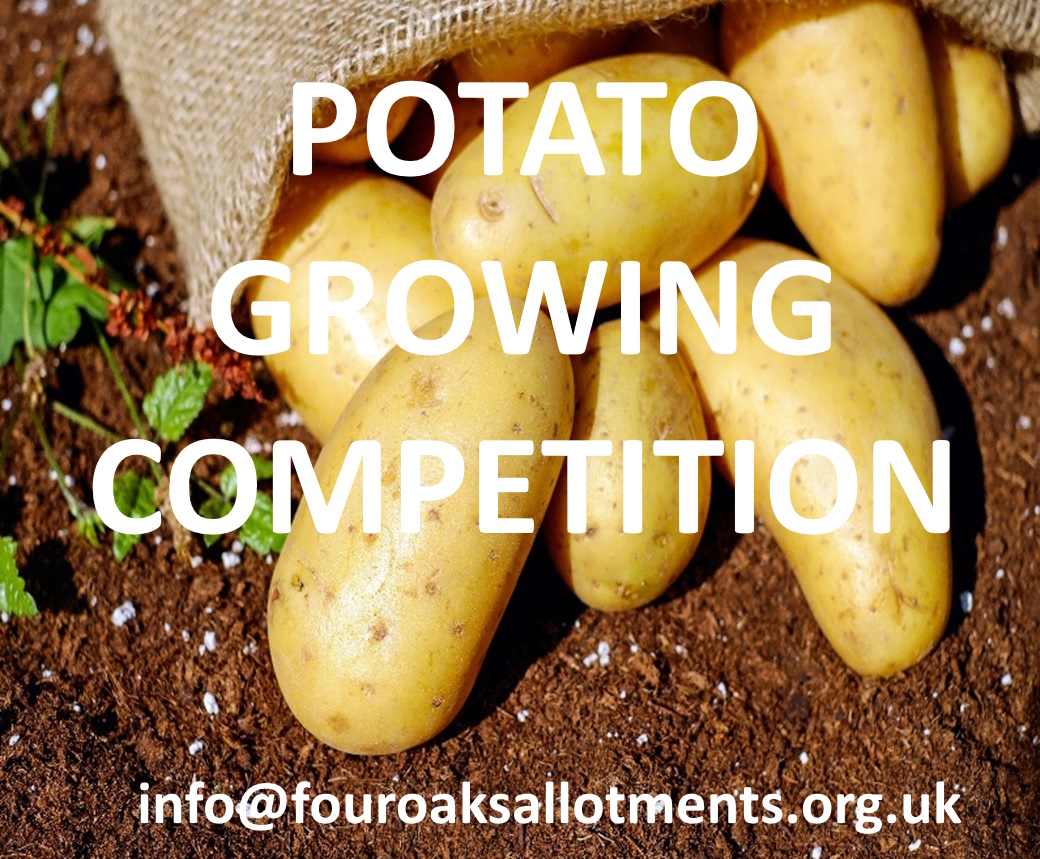 POTATO GROWING COMPETITION - Four Oaks Allotments